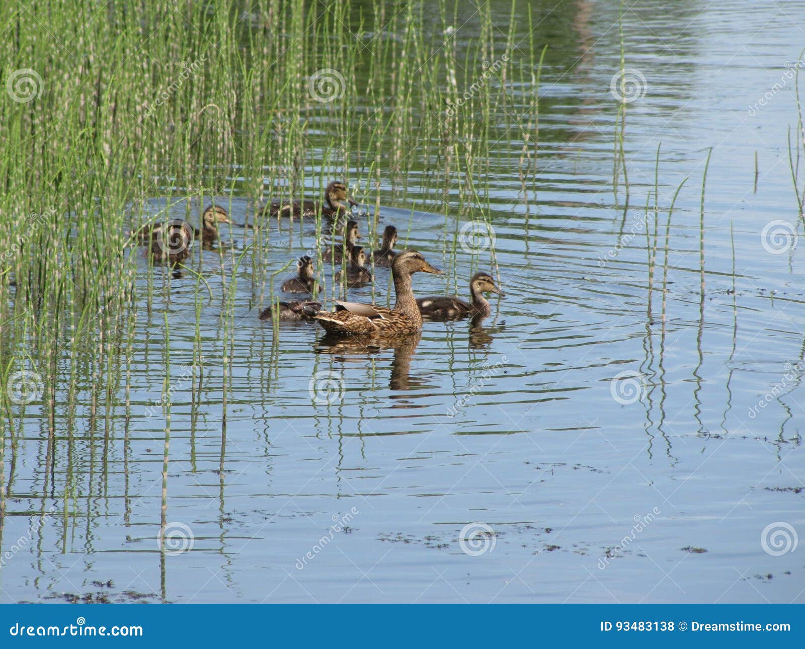 Duck with ducklings stock photo. Image of ducklings, pond - 93483138