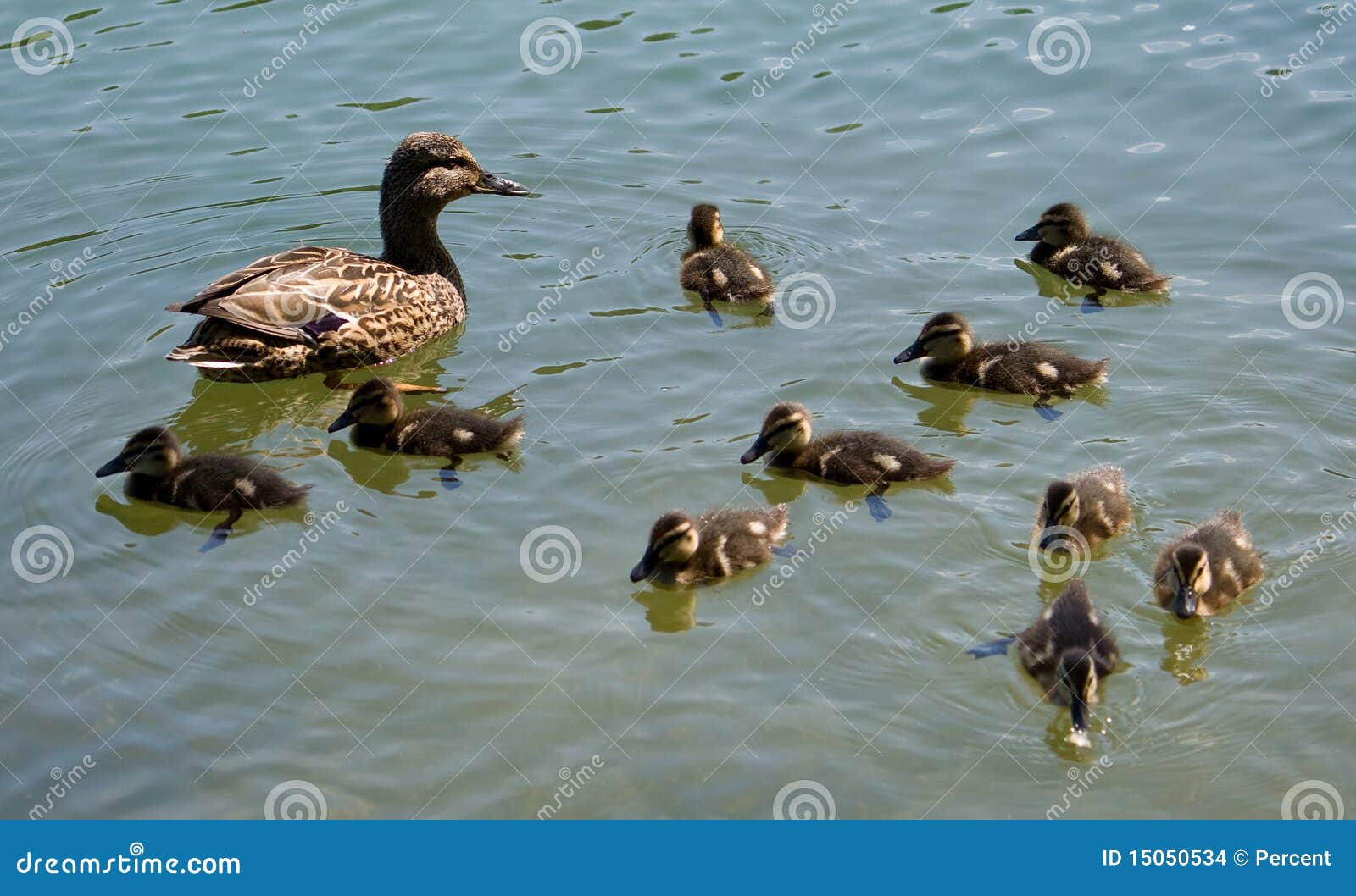 Duck with Ducklings on Lake Stock Photo - Image of group, mallard: 15050534