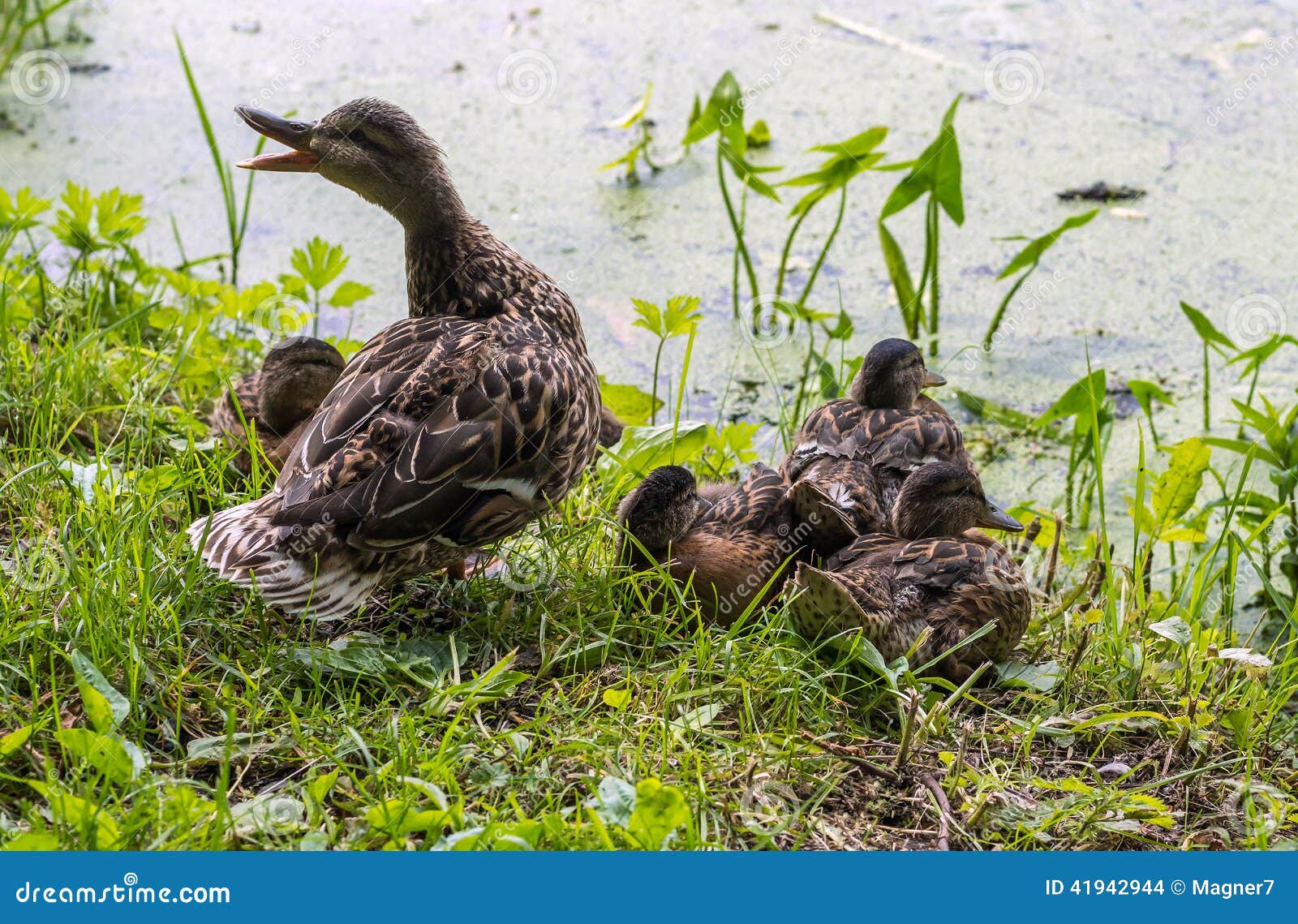 Duck with ducklings stock photo. Image of curious, farm - 41942944