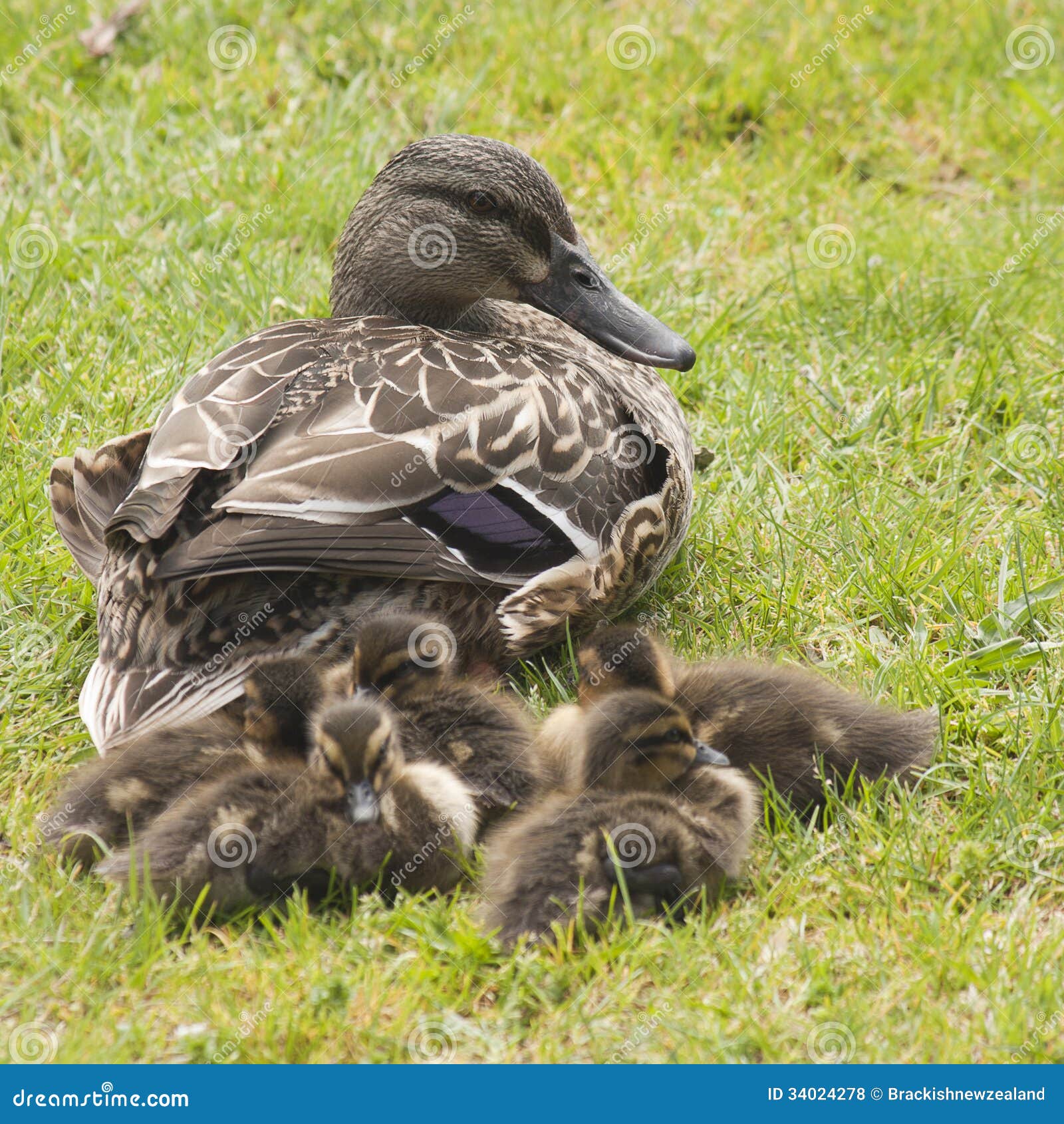 Duck with ducklings stock photo. Image of group, chicks - 34024278