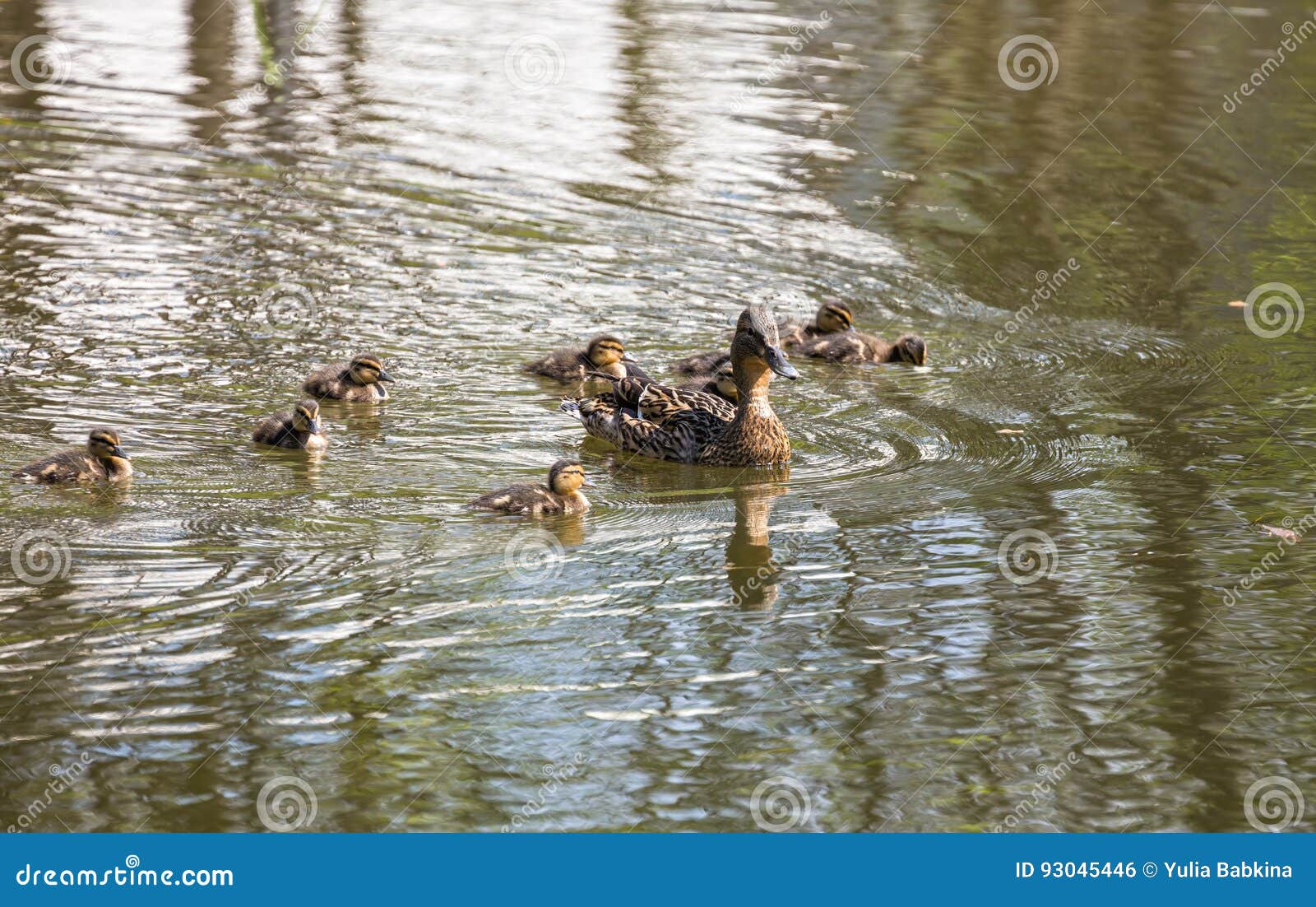 Duck with ducklings stock photo. Image of group, spring - 93045446