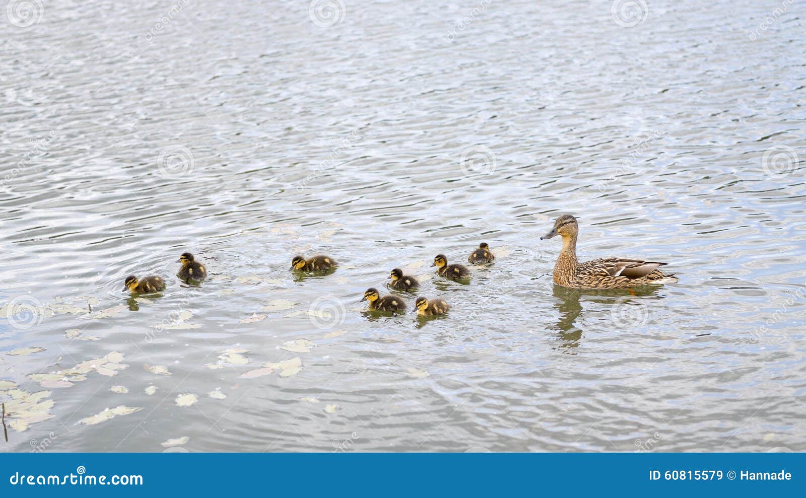 Duck with Ducklings on Pond Stock Image - Image of covey, duck: 60815579