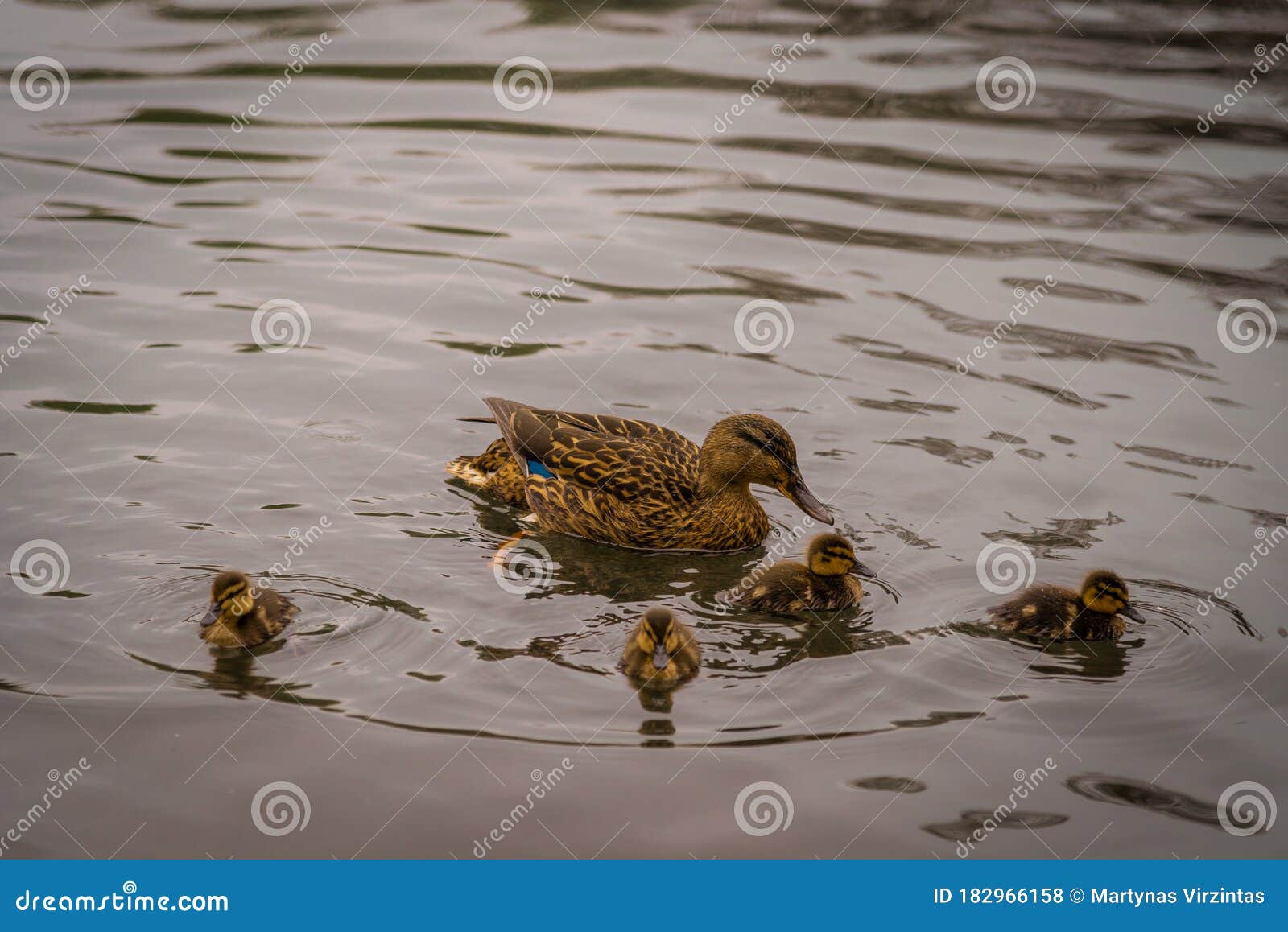 Duck and Ducklings in the Pond Stock Photo - Image of cygnets, lake ...