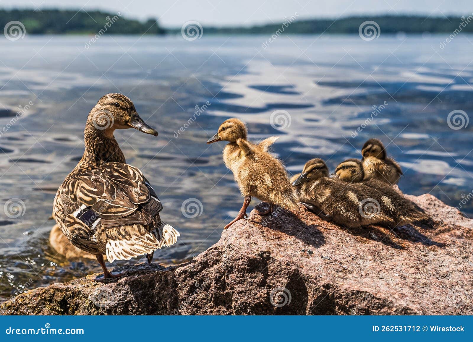 Duck and Ducklings on a Rocky Beach Stock Photo - Image of lake ...