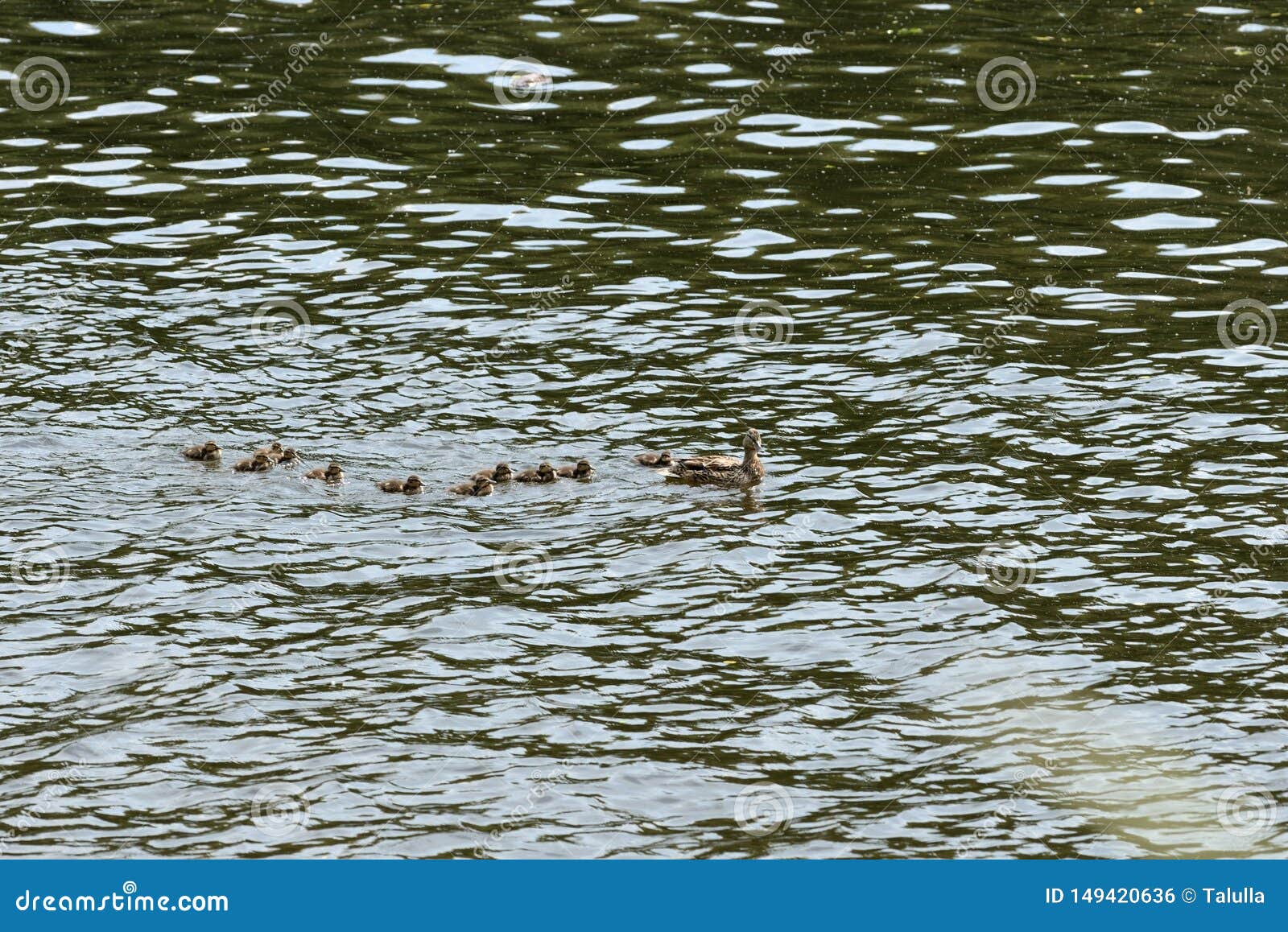 Duck with Ducklings Sailing on a River on a Sunny Day Stock Photo ...