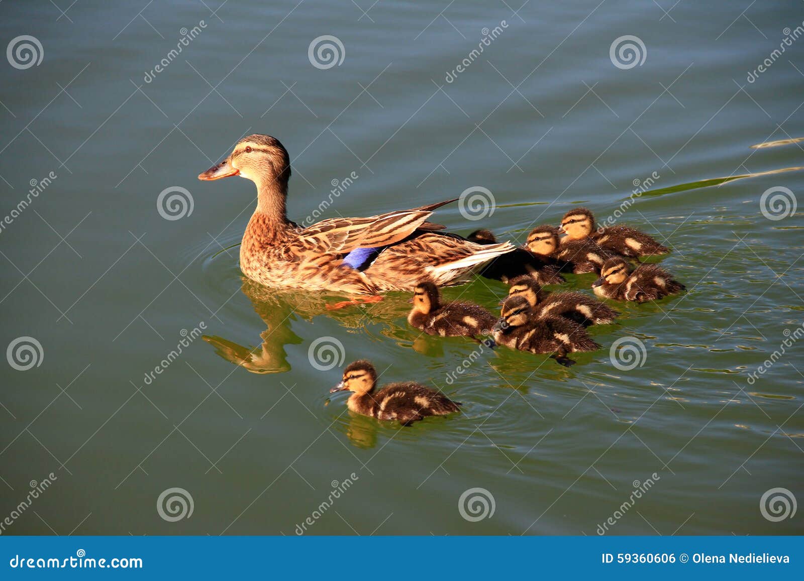 Duck with ducklings stock photo. Image of farming, family - 59360606