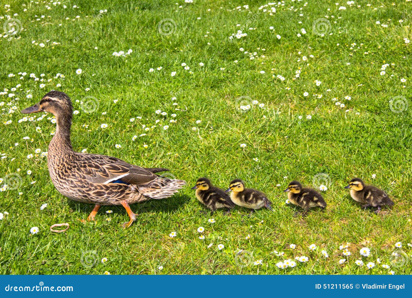 Duck And Ducklings Moving On The Grass Stock Photo | CartoonDealer.com ...