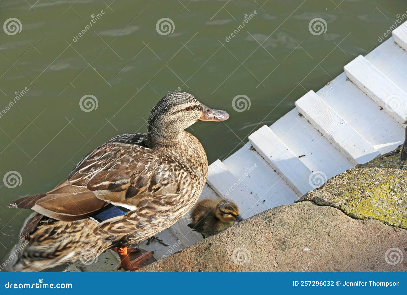 Duck and Ducklings on a Duck Staircase Stock Photo - Image of mother ...