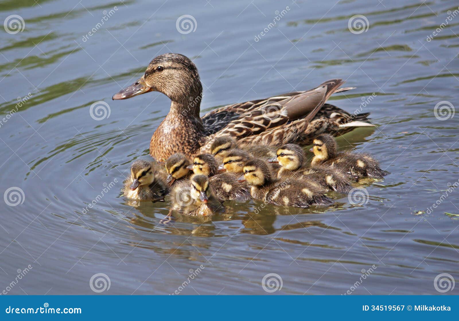 Duck with Ducklings in the Water Stock Image - Image of wild, nature ...