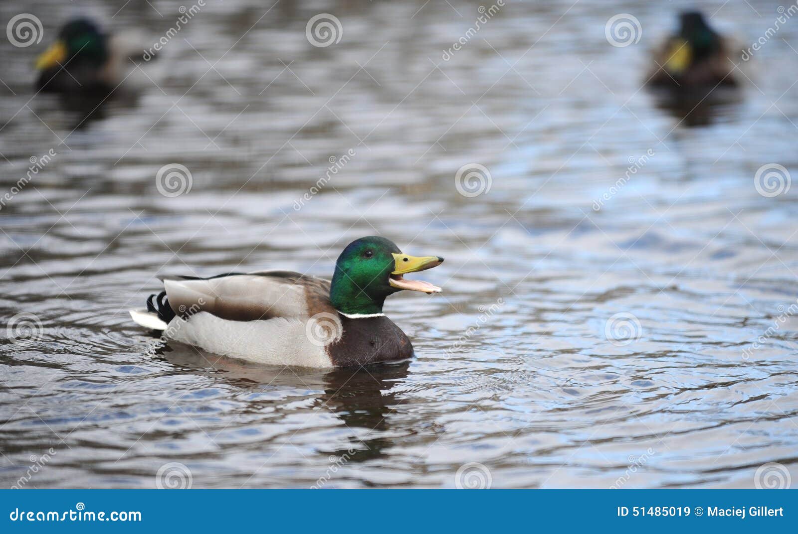 Duck stock image. Image of sunny, waterfowl, marsh, drop - 51485019