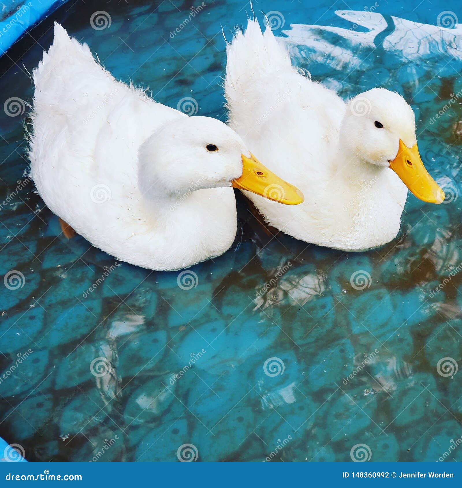 Duck stock photo. Image of ducks, pool, duck, swimming - 148360992