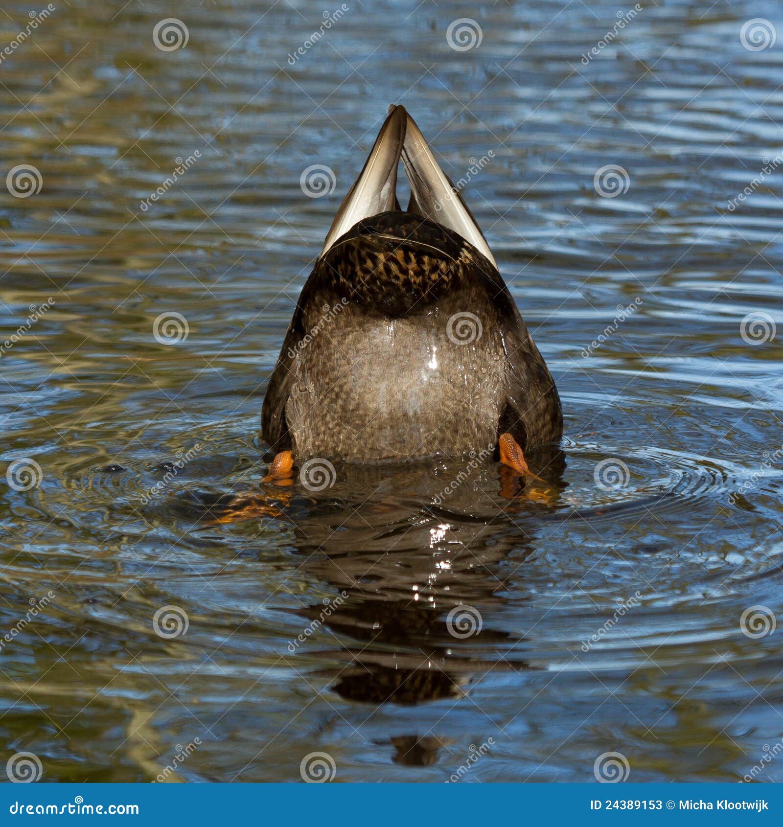 A duck is eating stock image. Image of hunt, drown, float - 24389153