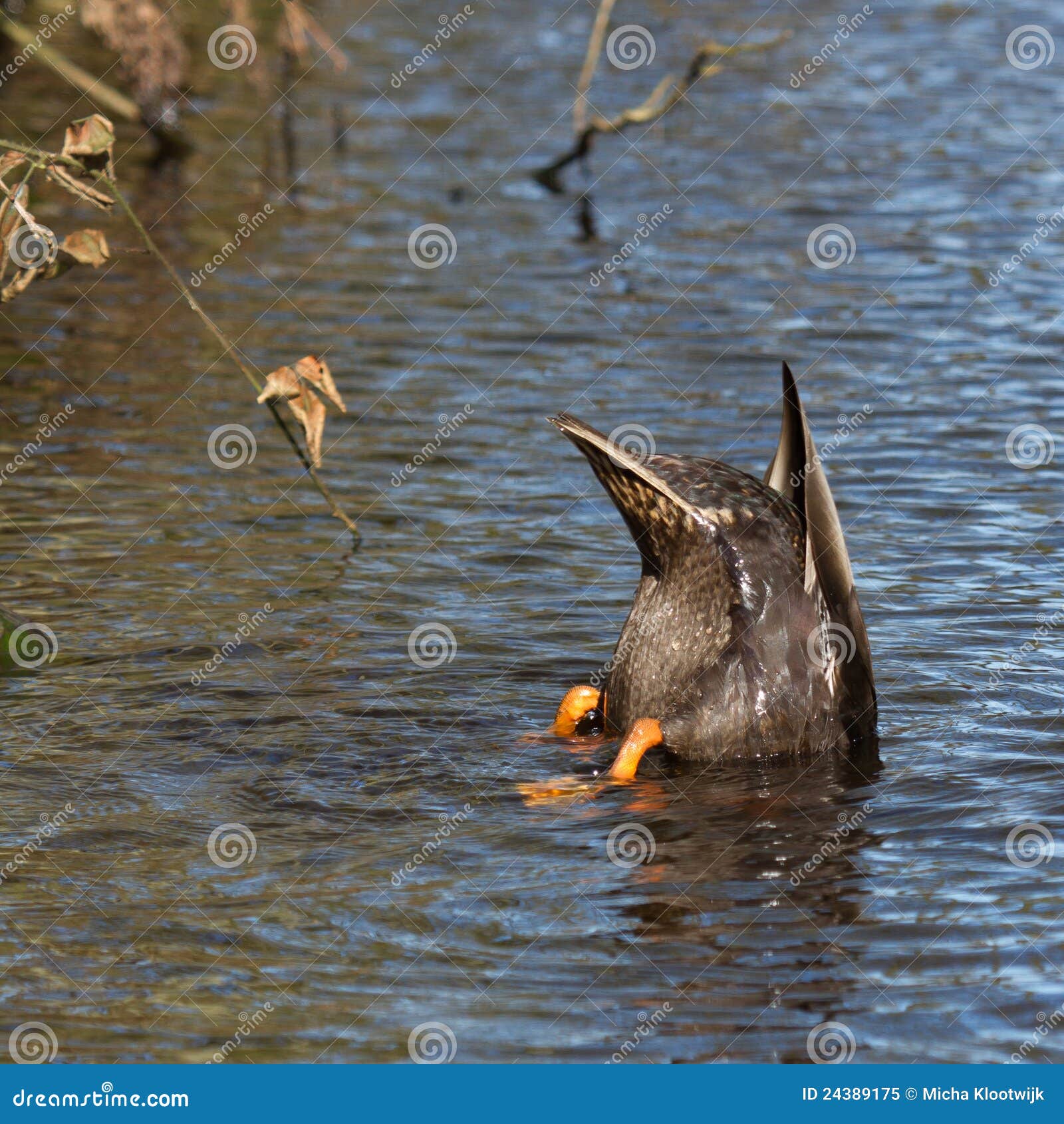 A duck is eating stock image. Image of pond, feed, funny - 24389175