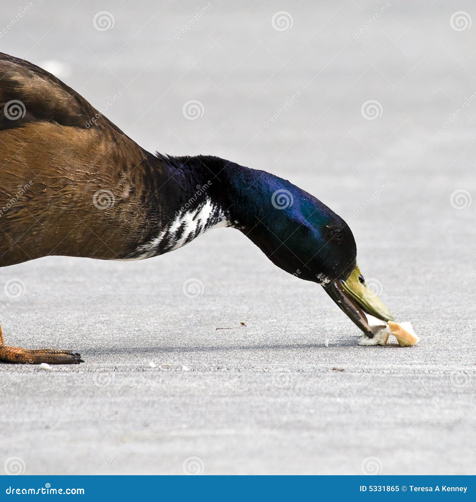 Duck Eating Bread stock image. Image of sidewalk, water - 5331865