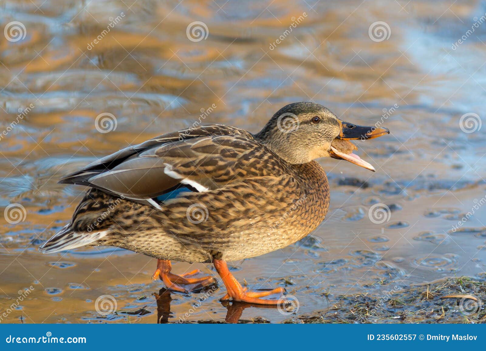 Duck Eating Bread on the Shore Stock Image - Image of animal, outdoor ...