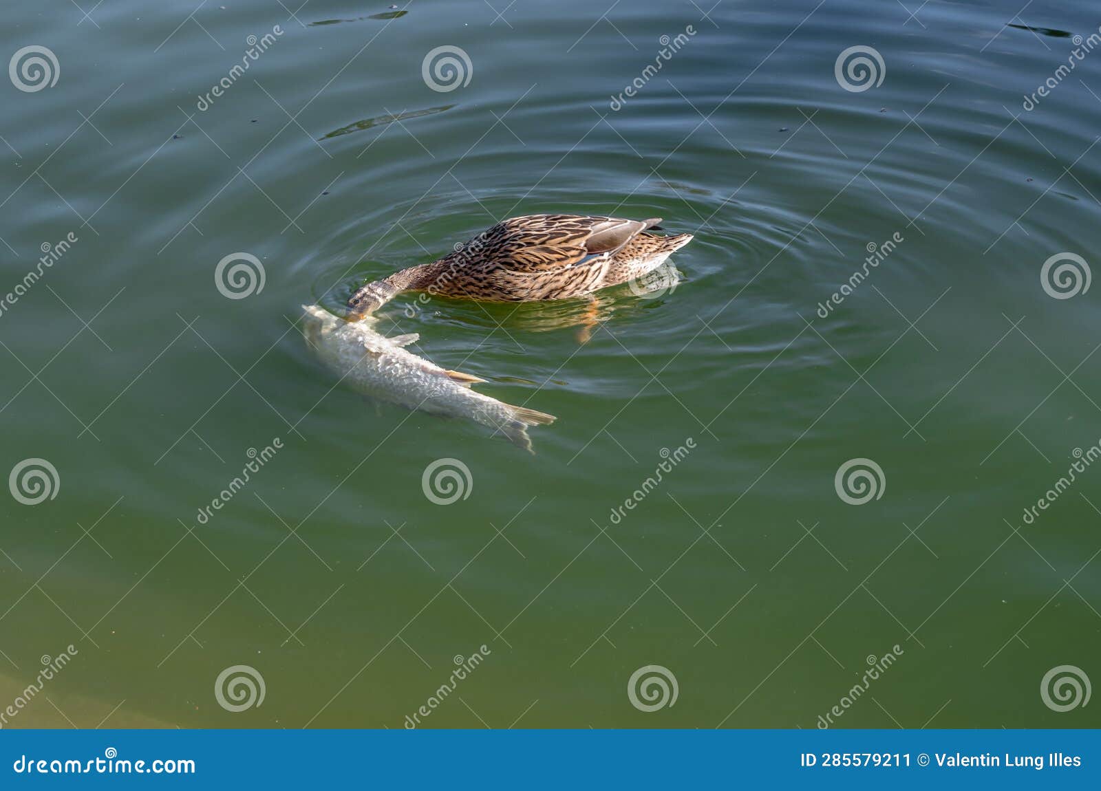 Duck eating a dead fish stock image. Image of wildlife - 285579211
