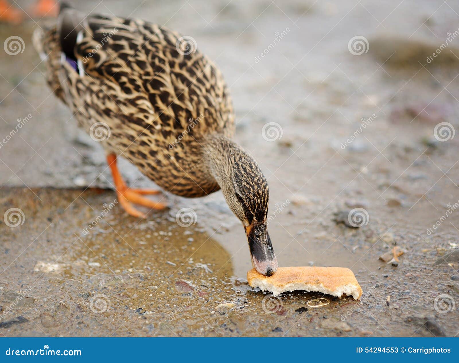 Duck stock image. Image of bread, nature, beak, duck - 54294553