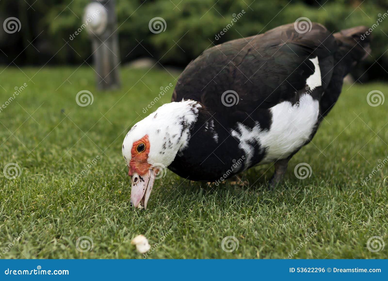 Duck eats bread stock photo. Image of grass, green, nature - 53622296