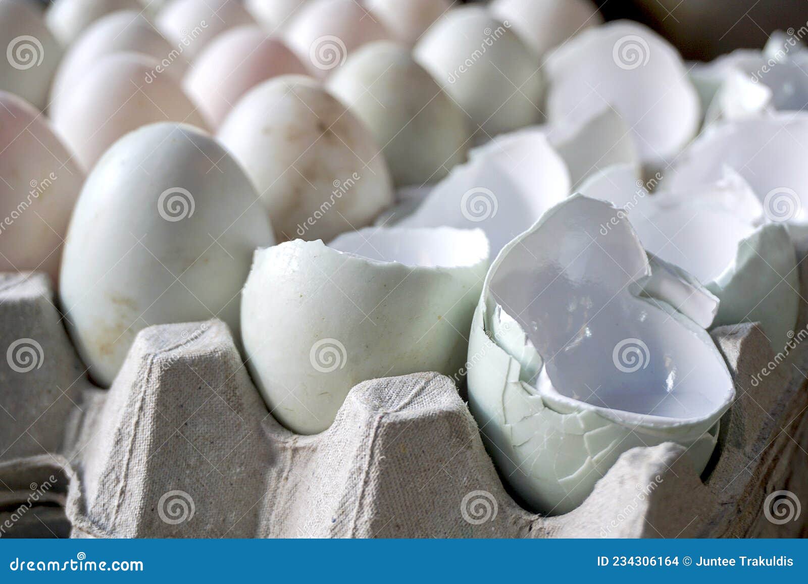 Duck egg stock photo. Image of eggs, fragile, asian - 234306164