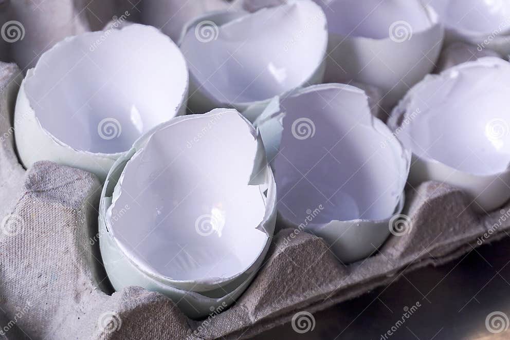 Duck egg stock image. Image of shells, studio, group - 234306181