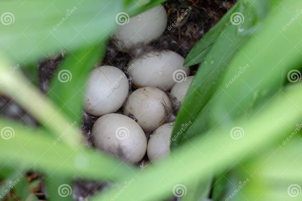 Duck egg in the wild stock photo. Image of corner, adlay - 157873482