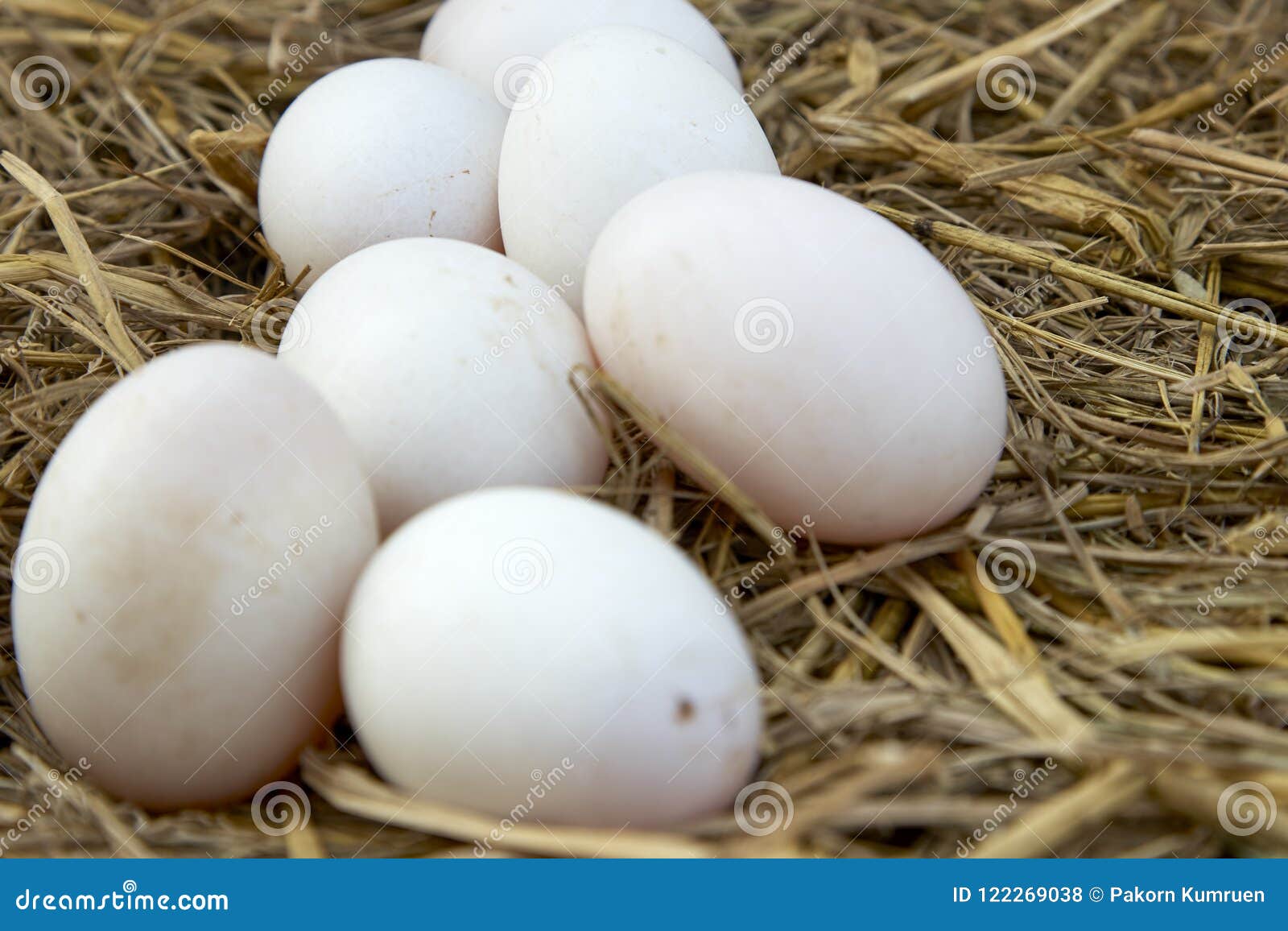 Duck eggs on the nest stock photo. Image of rustic, range - 122269038