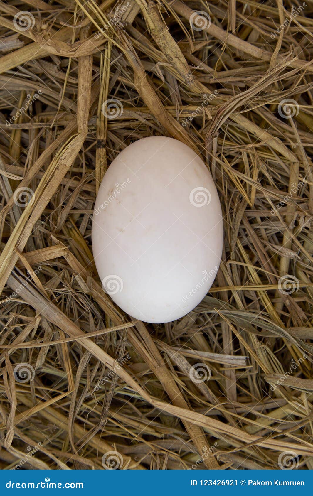 Duck eggs on the nest stock image. Image of natural - 123426921