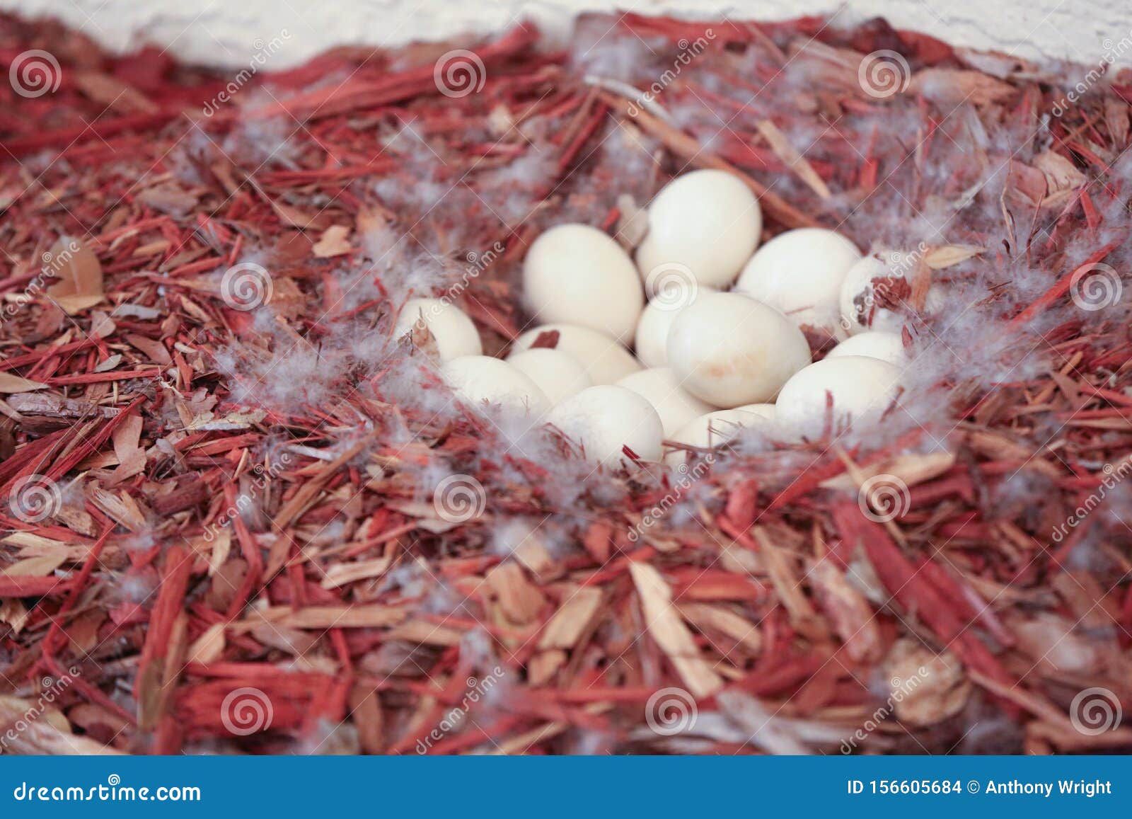 Duck eggs in a nest stock photo. Image of freshness - 156605684