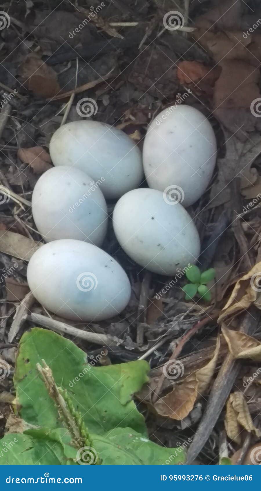 Duck eggs stock photo. Image of nest, nature, eggs, duck - 95993276