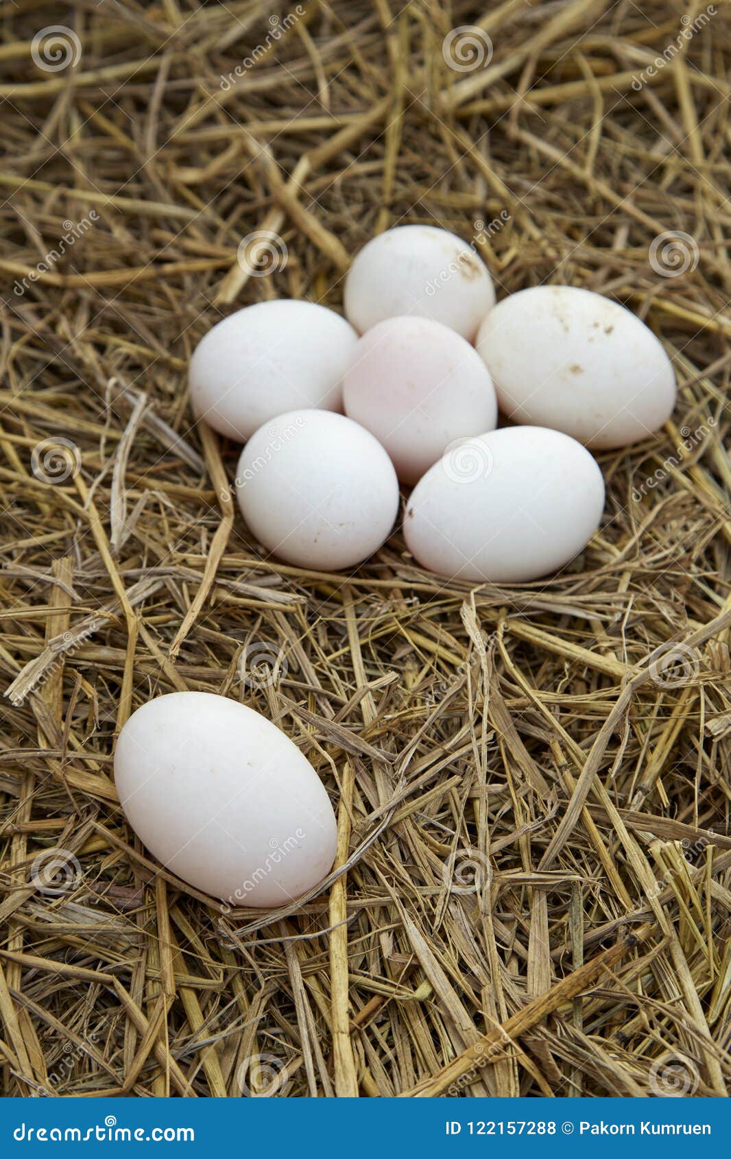 Duck eggs on the nest stock photo. Image of four, duck - 122157288