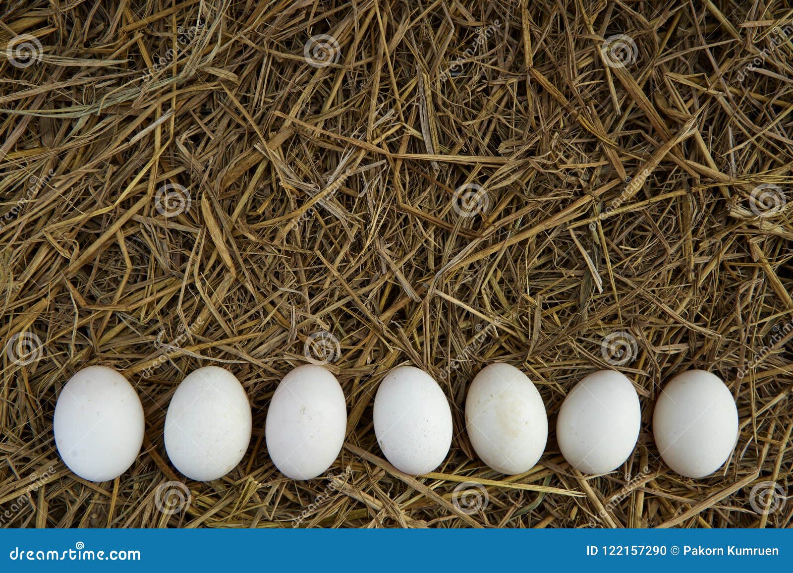Duck eggs on the nest stock photo. Image of group, range - 122157290