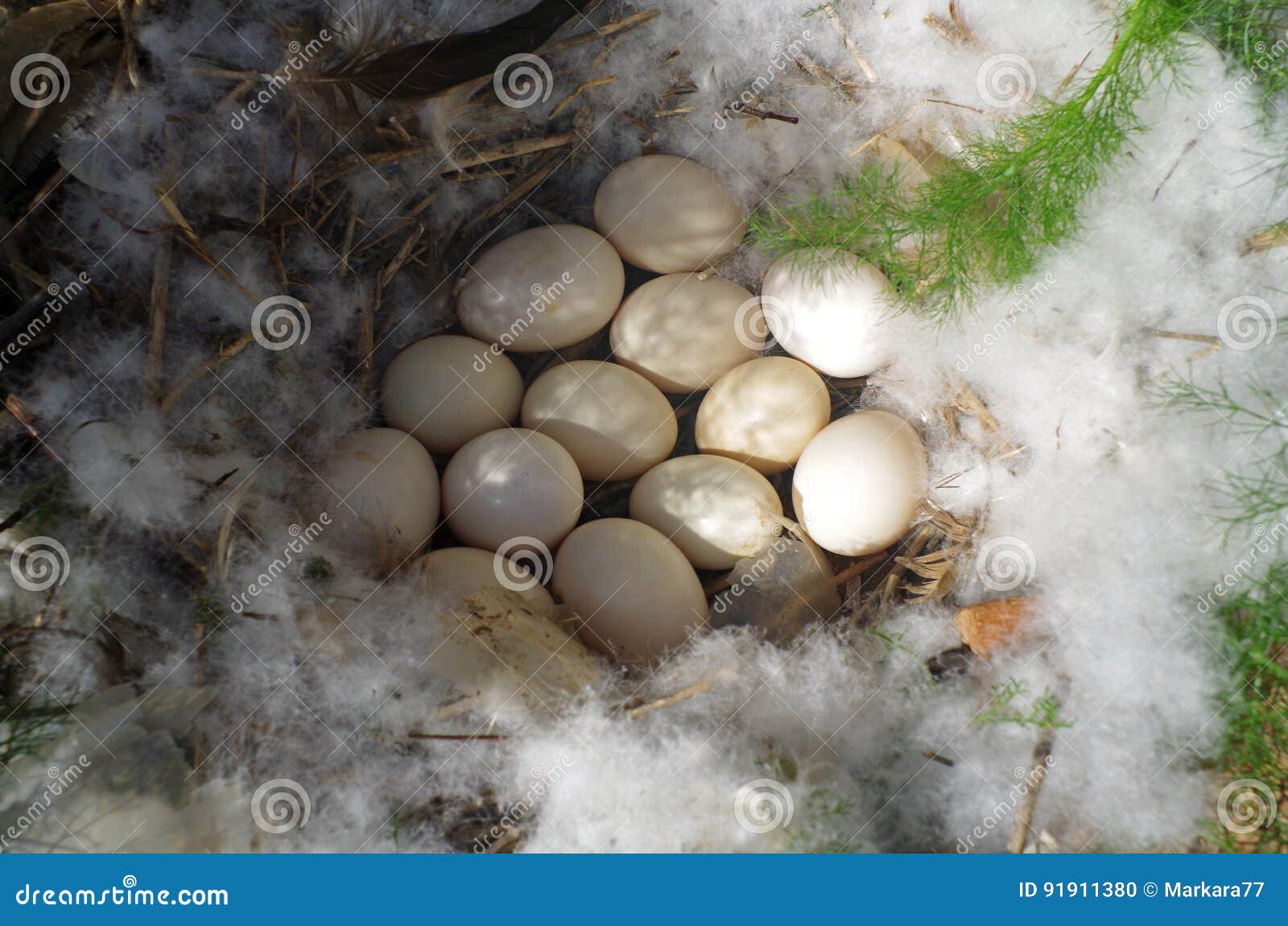 Duck Eggs in a Nest on the Ground. Stock Photo - Image of goose, lamium ...