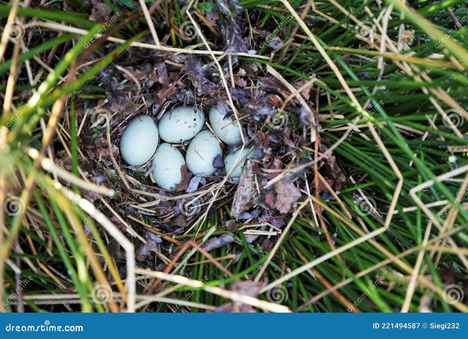 Duck eggs in a nest stock image. Image of sanctuary - 221494587