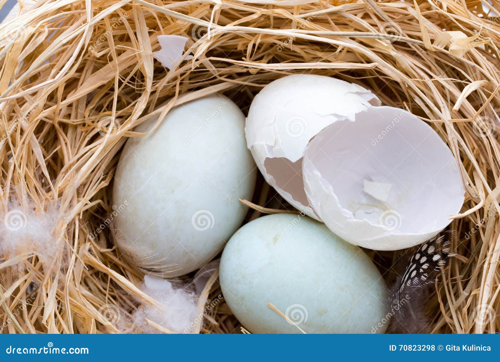 Duck Eggs Nest, Spring Easter Symbol. Stock Photo - Image of container ...