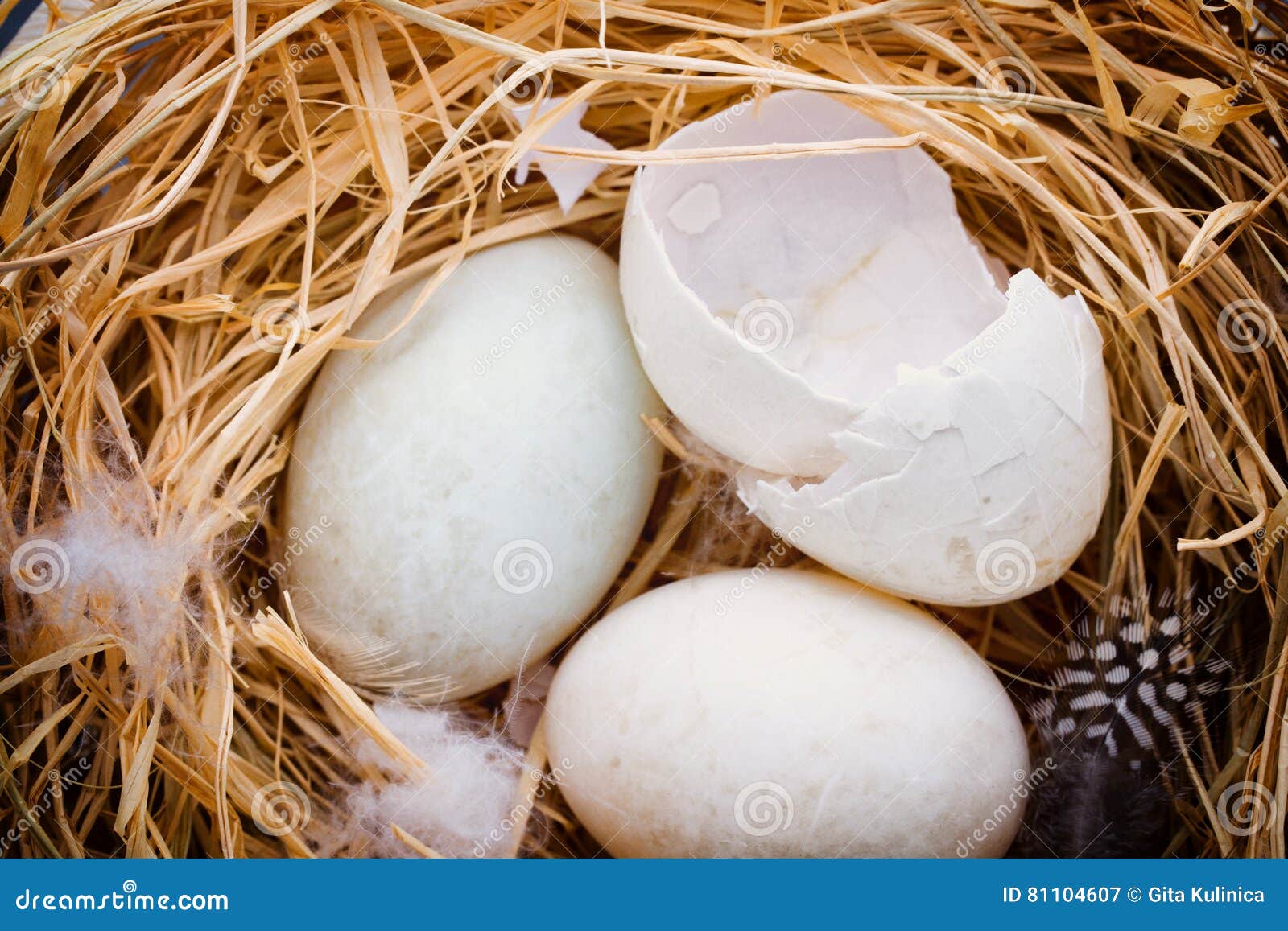 Duck Eggs Nest, Spring Easter Symbol Stock Image - Image of duck, life ...