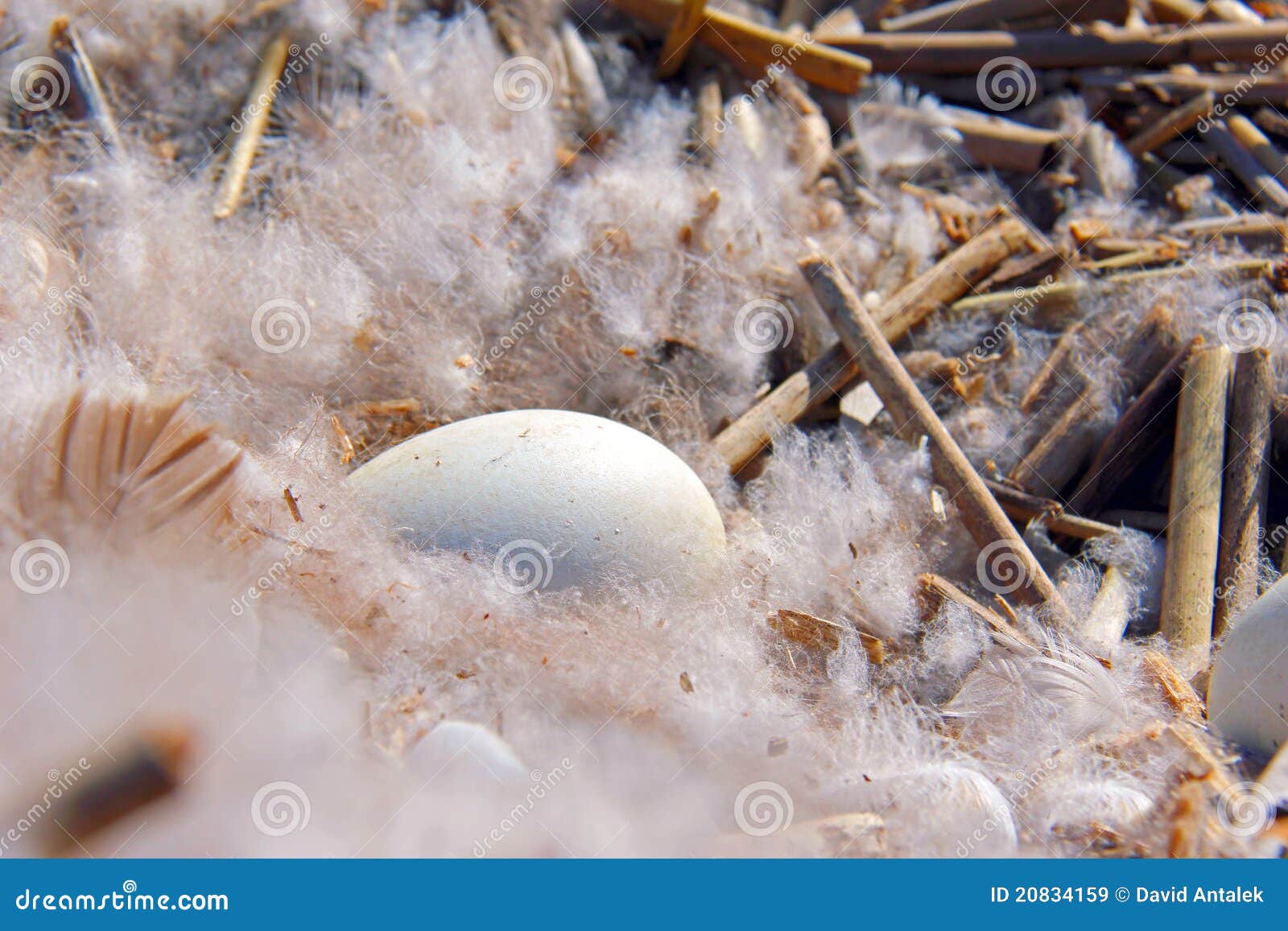 Duck eggs in reeds stock image. Image of reed, birds - 20834159