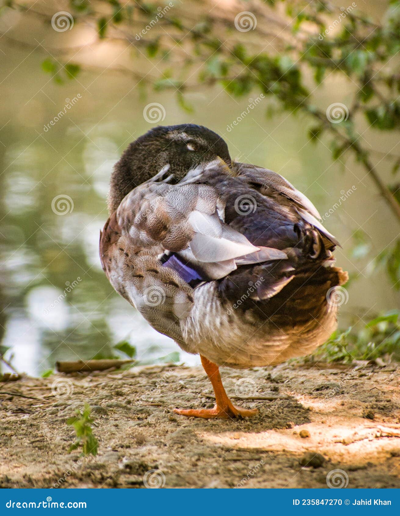 A Duck Enjoying the Resting Time.Sleeping Duck Stock Photo - Image of ...