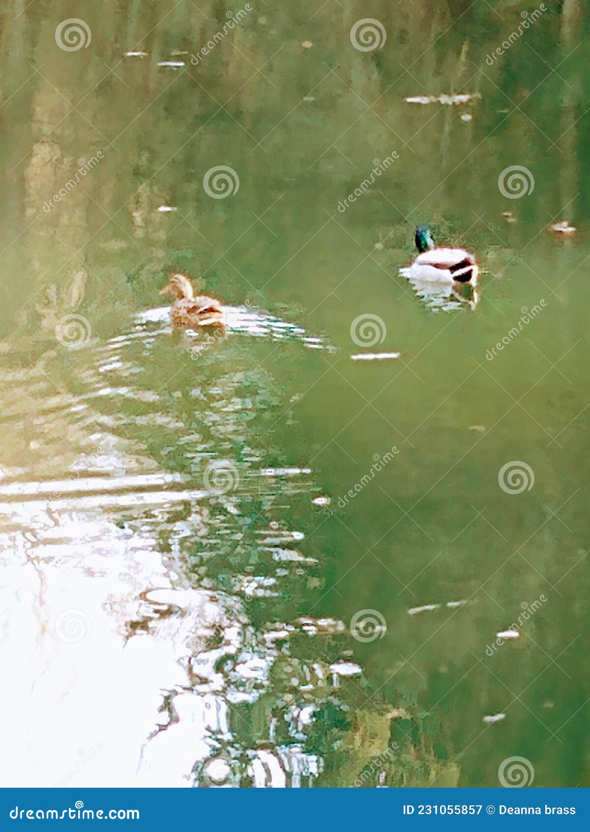 Duck enjoying the summer stock image. Image of beak - 231055857