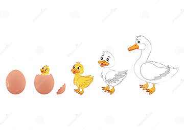 Duck Evolution. Vector Illustration of Duck Evolution Stock Vector ...