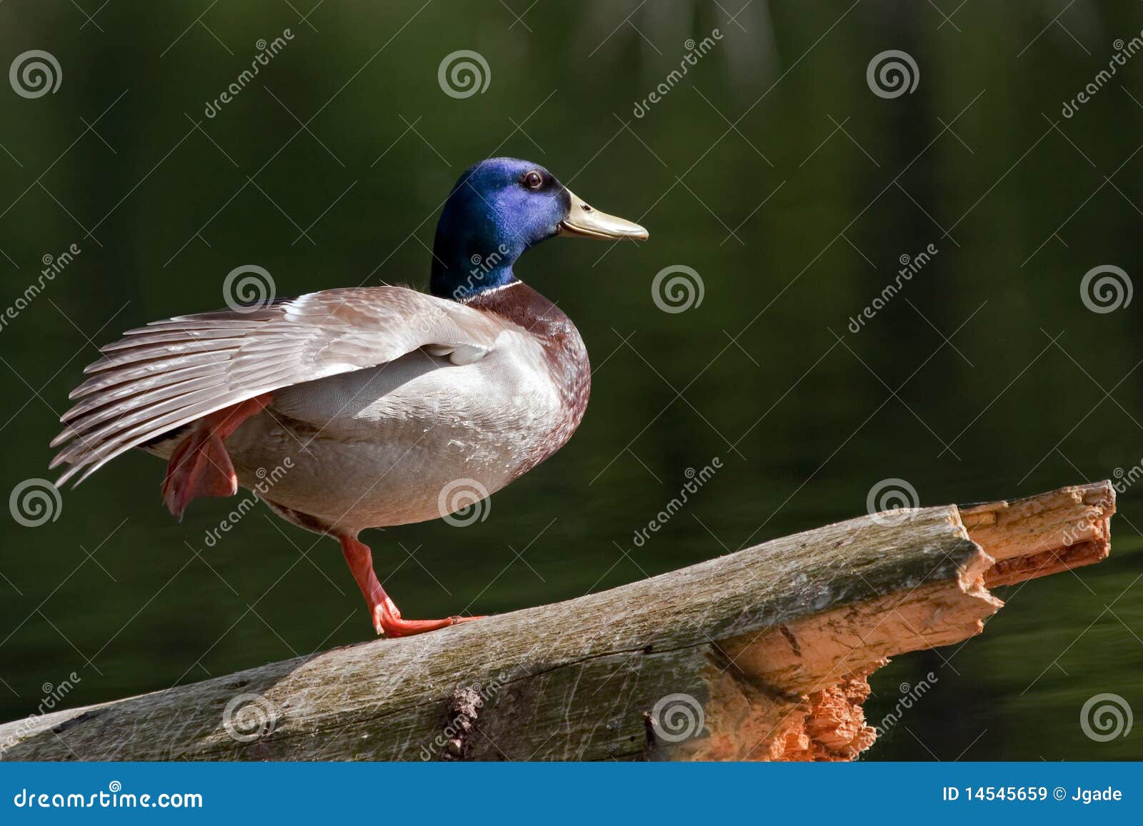 Duck Exercise stock image. Image of summer, treetrunk - 14545659