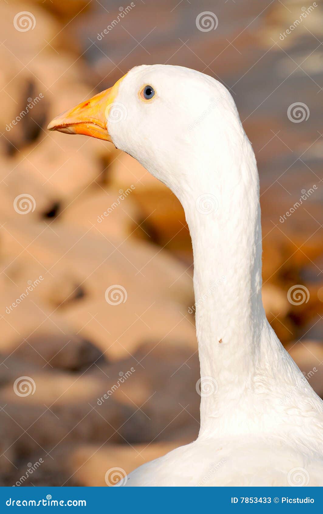 Duck face stock image. Image of wild, rivers, feathers - 7853433