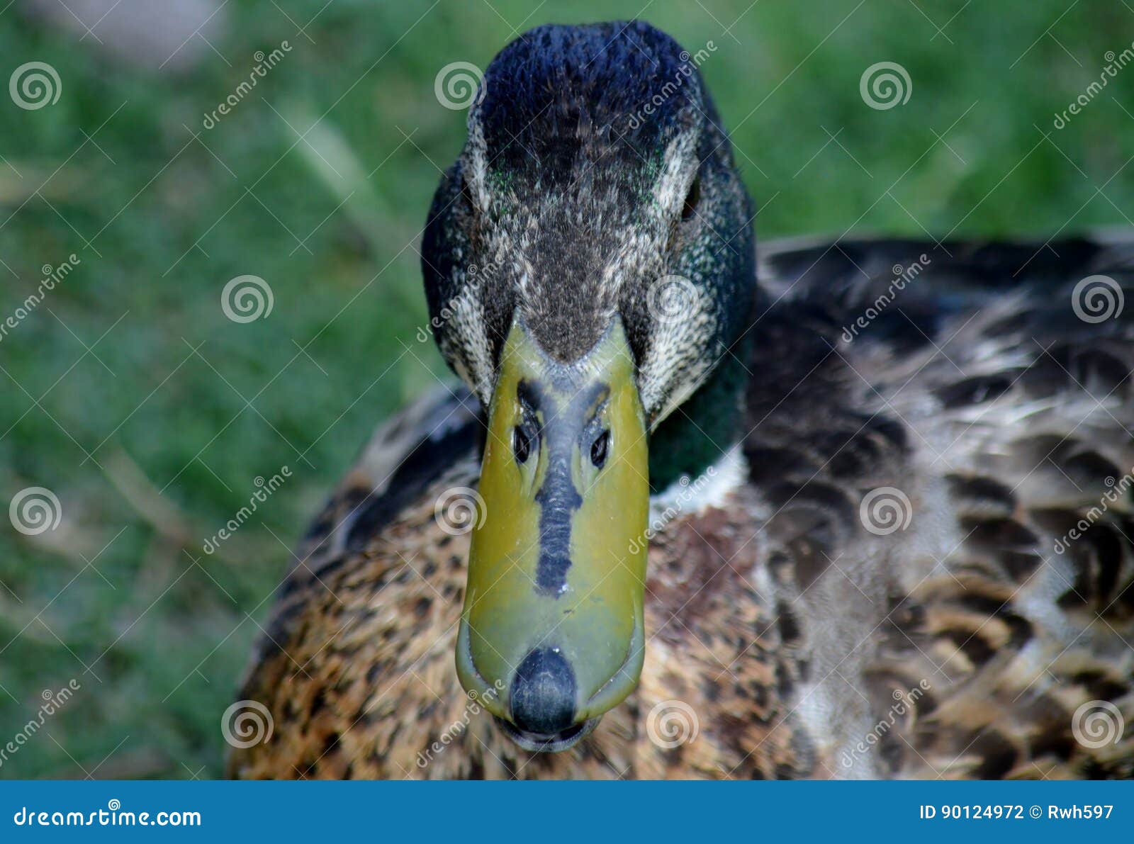 Duck face stock photo. Image of nature, closeup, face - 90124972