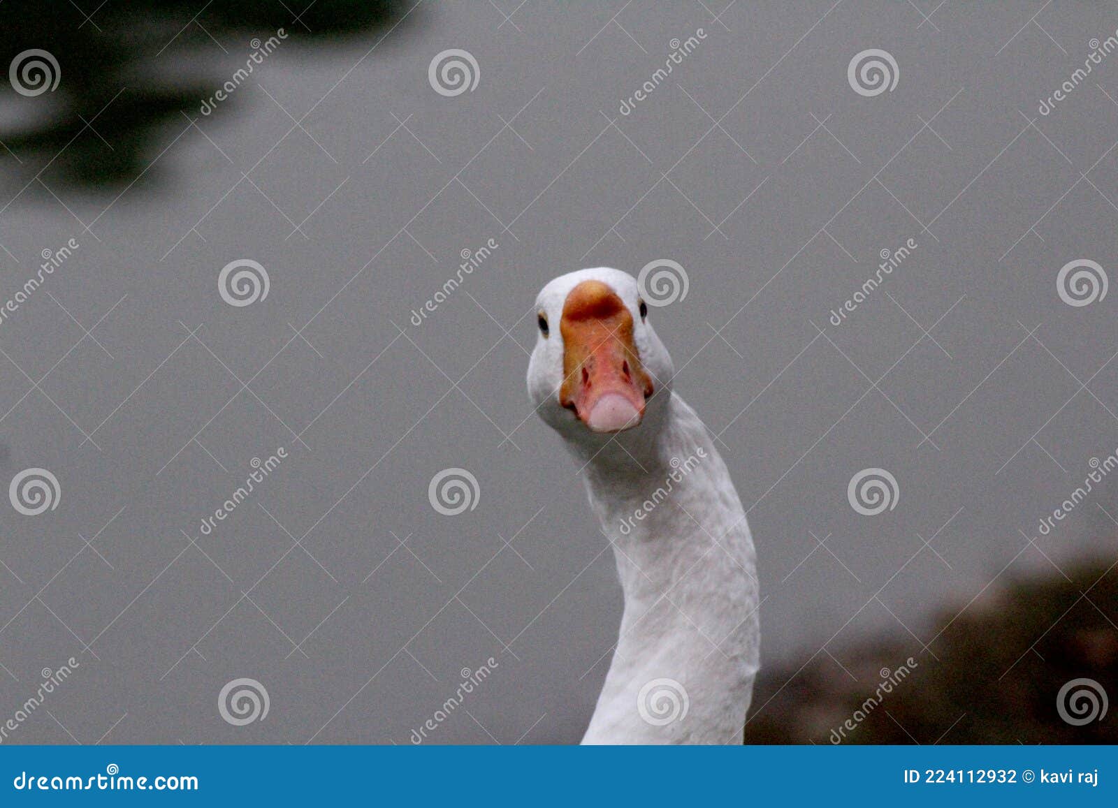 Duck Faces only stock photo. Image of bird, waterfowl - 224112932