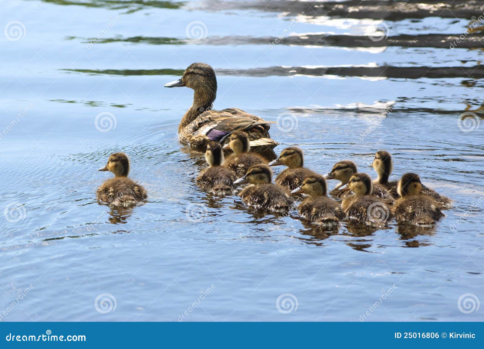 Duck family stock photo. Image of family, walk, together - 25016806