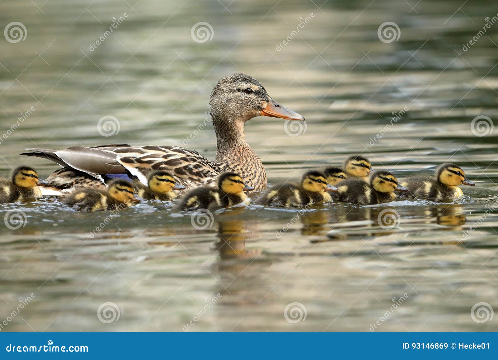 Duck Family with Duck Chicks Stock Image - Image of ducklings, water ...