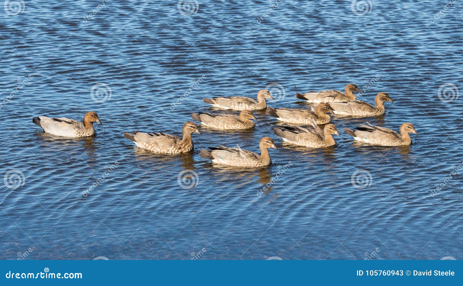Duck Family Group De Madeira Australiano Imagem de Stock - Imagem de ...