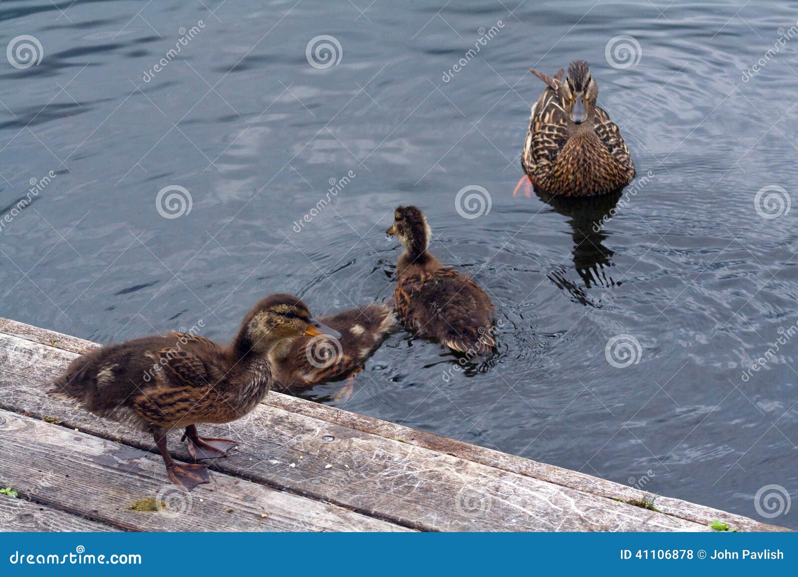 Duck Family Jumping in Water Stock Photo - Image of duckling, bird ...