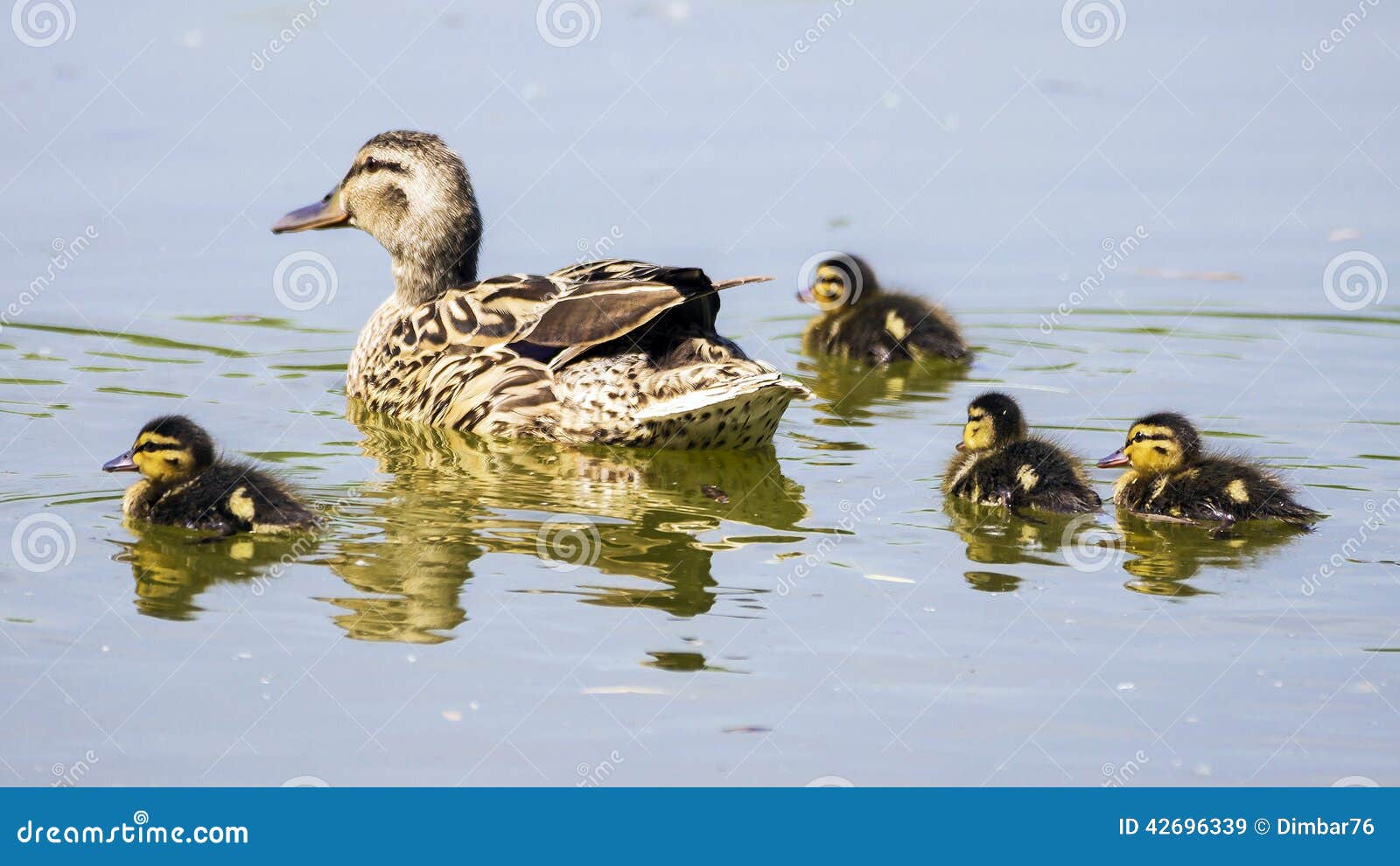 Duck family in sunny day stock image. Image of fowl, lake - 42696339