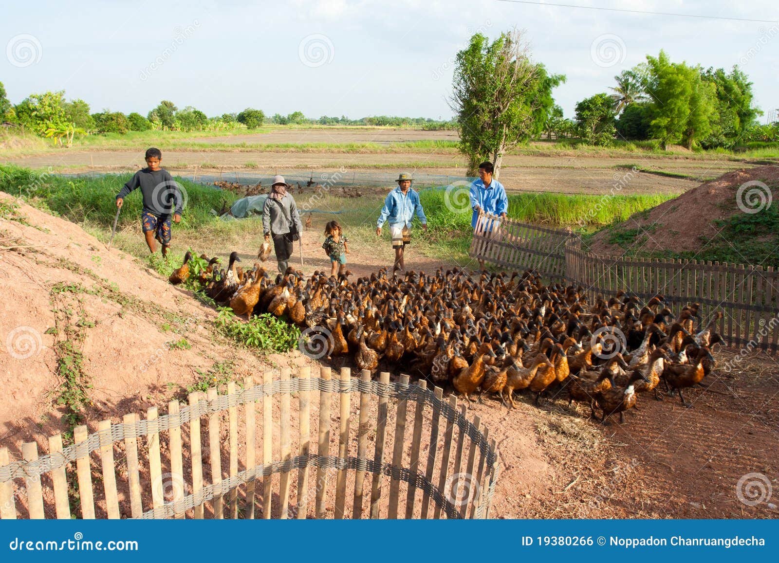 Duck farm editorial photo. Image of herd, flock, agriculture - 19380266