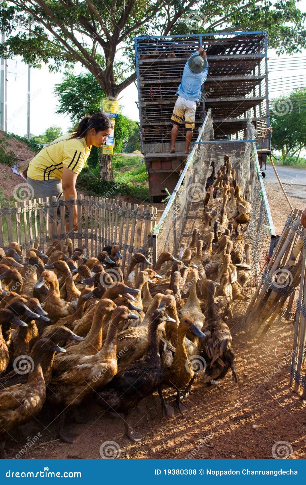 Duck farm editorial stock photo. Image of cattle, livestock - 19380308